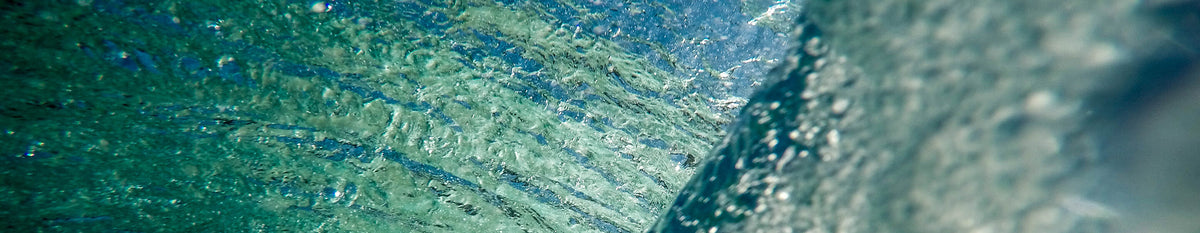 Bloom Algae Collection | SWIMS